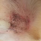 Petnat Dermacton Cream for ITCHY Dogs - Professionally recommended ...