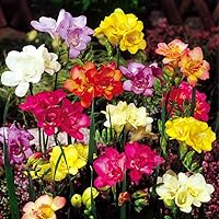 Amazon.com : Freesia double flowering mix - 20 flower bulbs : Patio ...