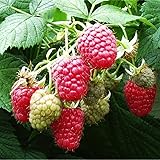 Blueberry Plant Collection with 3-Varieties in 9cm Pots: Amazon.co.uk ...