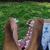 Buy Pedigree Dentastix Large Breed (25 kg+) Oral Care Dog Treat (Chew ...