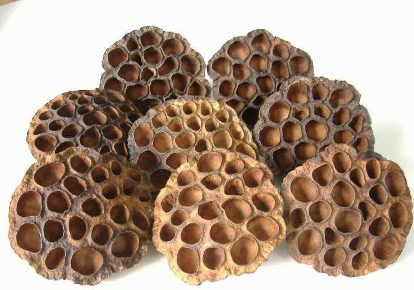 Amazon.com: Keystone Wholesale Dried Brown Lotus Pods - Approx. 8 Large ...