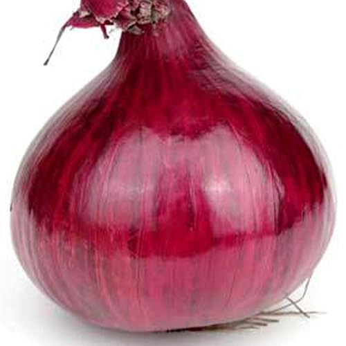 Red Grano Onion Seed - 1/4 LB ~33,600 Seeds - Heirloom, Open Pollinated ...