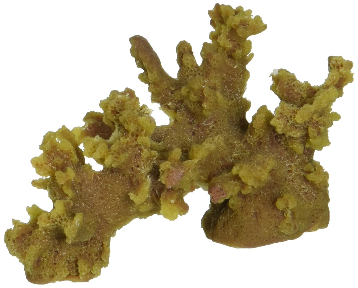Coral Replica – Ast Koralle grün 8,9 x 5,1 x 6,3 cm: Amazon.de: Küche ...