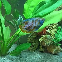 Interpet Fish Pod Glass Aquarium Fish Tank, 120 L: Amazon.co.uk: Pet ...