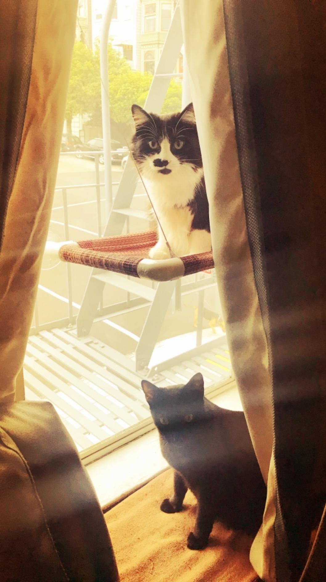 Pictures – Kitty Cot Original™