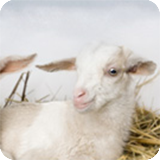Raising Goats - Easy Guide to Raising and Caring for Goats:Amazon.com:Appstore for Android