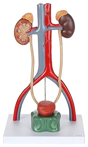 P9IDEDFH Anatomical Model Human Urinary System Model Kidney Ureter ...