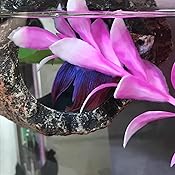 Zoo Med Floating Betta Log: Amazon.ca: Pet Supplies