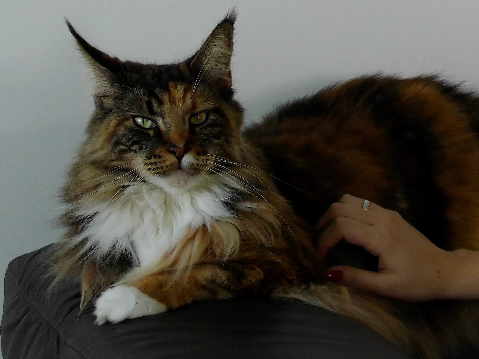 Watch Pet Channel | Prime Video