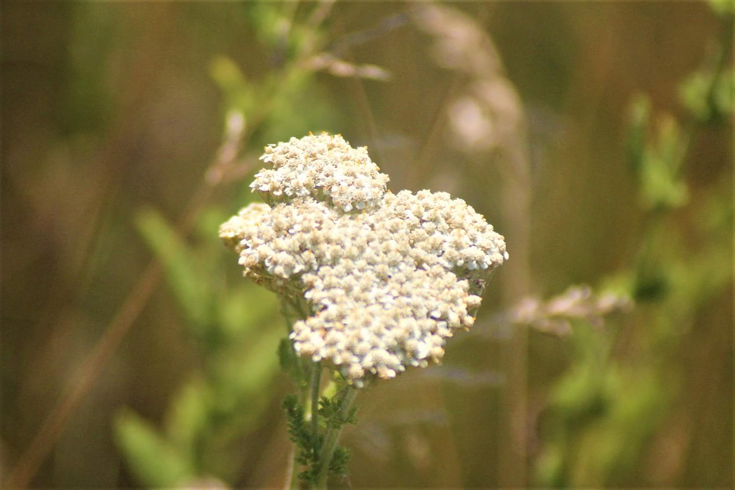 Yarrow (Achillea millefolium) Essential Oil, 100% Pure, Undiluted ...