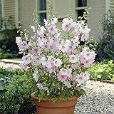 2 x Lavatera 'Barnsley' - Tree Mallow Plant - Both Arrive in 9cm Pots ...