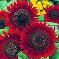 Amazon.com : UtopiaSeeds Red Sun Sunflower Seeds - Attracts Butterflies ...