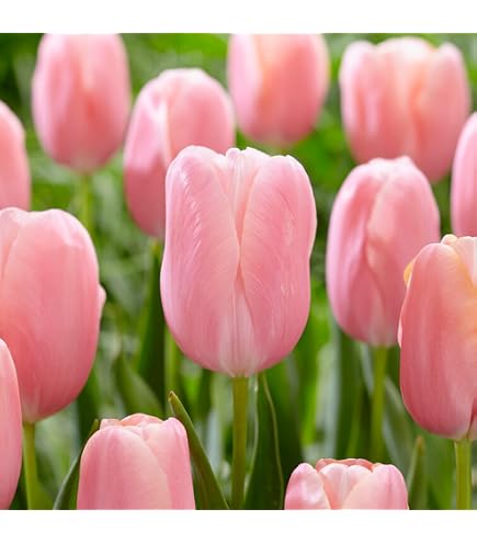 s For Planting Now Uk Garden State Bulb Pink Pink Impression Darwin ...