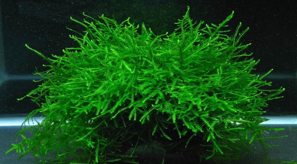 Java Moss Plante vivante mousse de Java Vesicularia Dubyana 10 g ...