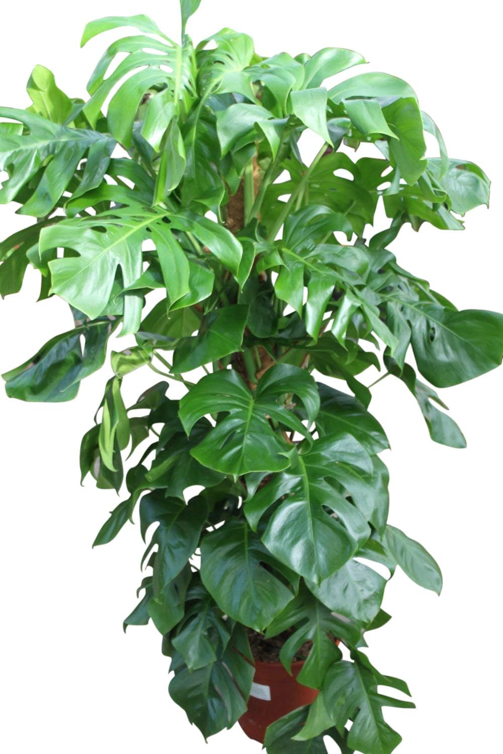 Zimmerpflanze für Wohnraum oder Büro – Monstera deliciosa - Köstliches ...