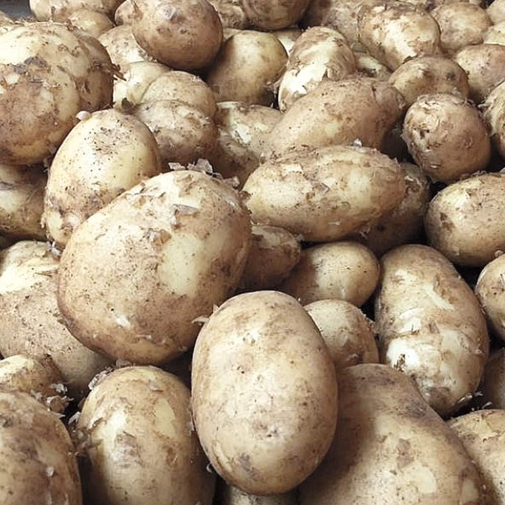 8 x Potato Arran Pilot Tubers- White Flesh with Firm Texture- Pleasant ...