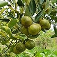Amazon.com : Variegated Lemon Tree, 3 to 4 Ft Lemon Citrus Plant, Live ...