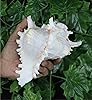 ASHIRWAD Garuda Blowing Shankh, Murex Ramosus - Conch Shell - Puja ...