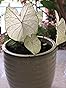 Amazon.com: Caladium Florida Moonlight (3 Bulbs) Bright White Foliage ...