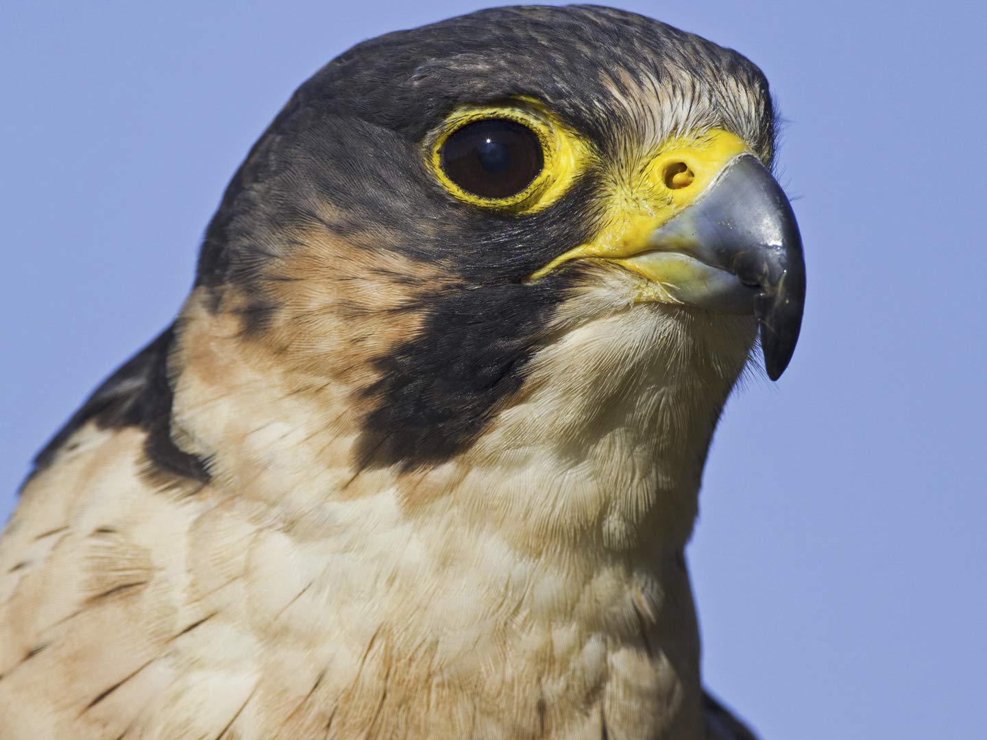 Watch Animal Battlegrounds - Season 1 | Prime Video