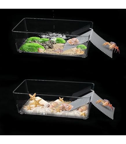 Hermit Crab Water Pool Hermit Crab Water Tank With Climbing Ramp ...