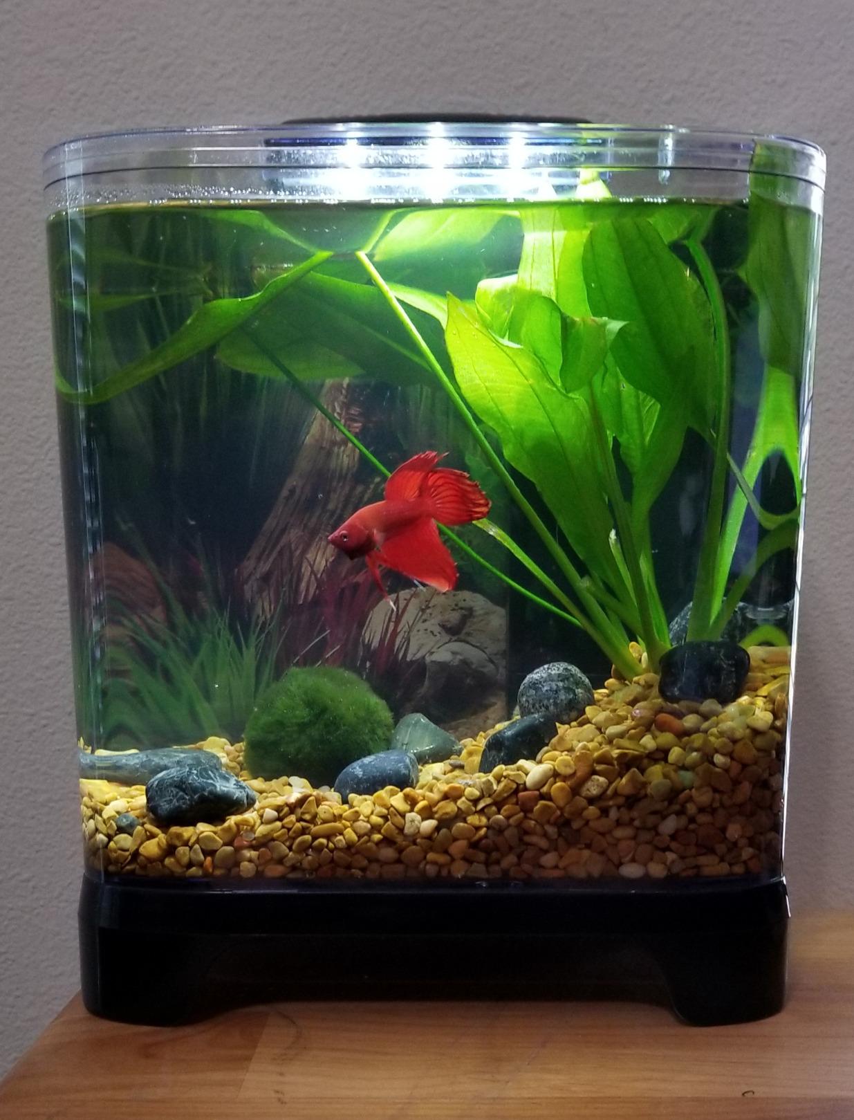 $9/mo - Finance PENN-PLAX NuWave Betta Fish Tank Kit with LED Light and ...
