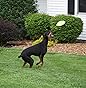 Pet Supplies : Hyper Pet Flippy Flopper Dog Frisbee Interactive Dog ...