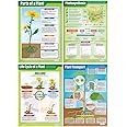 Amazon.com: Daydream Education Plants Science Classroom Posters - Set ...