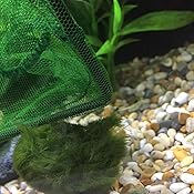 Luffy Marimo moss Balls - Healthy Fluffy Green Java Moss Balls Aquarium ...