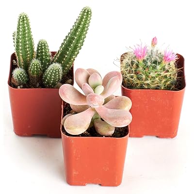 Oman Desert Succulents Desert Bloom Oman (@desertbloom.om)