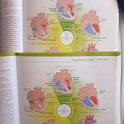 Ross & Wilson Anatomy and Physiology in Health and Illness, 13e: Amazon ...