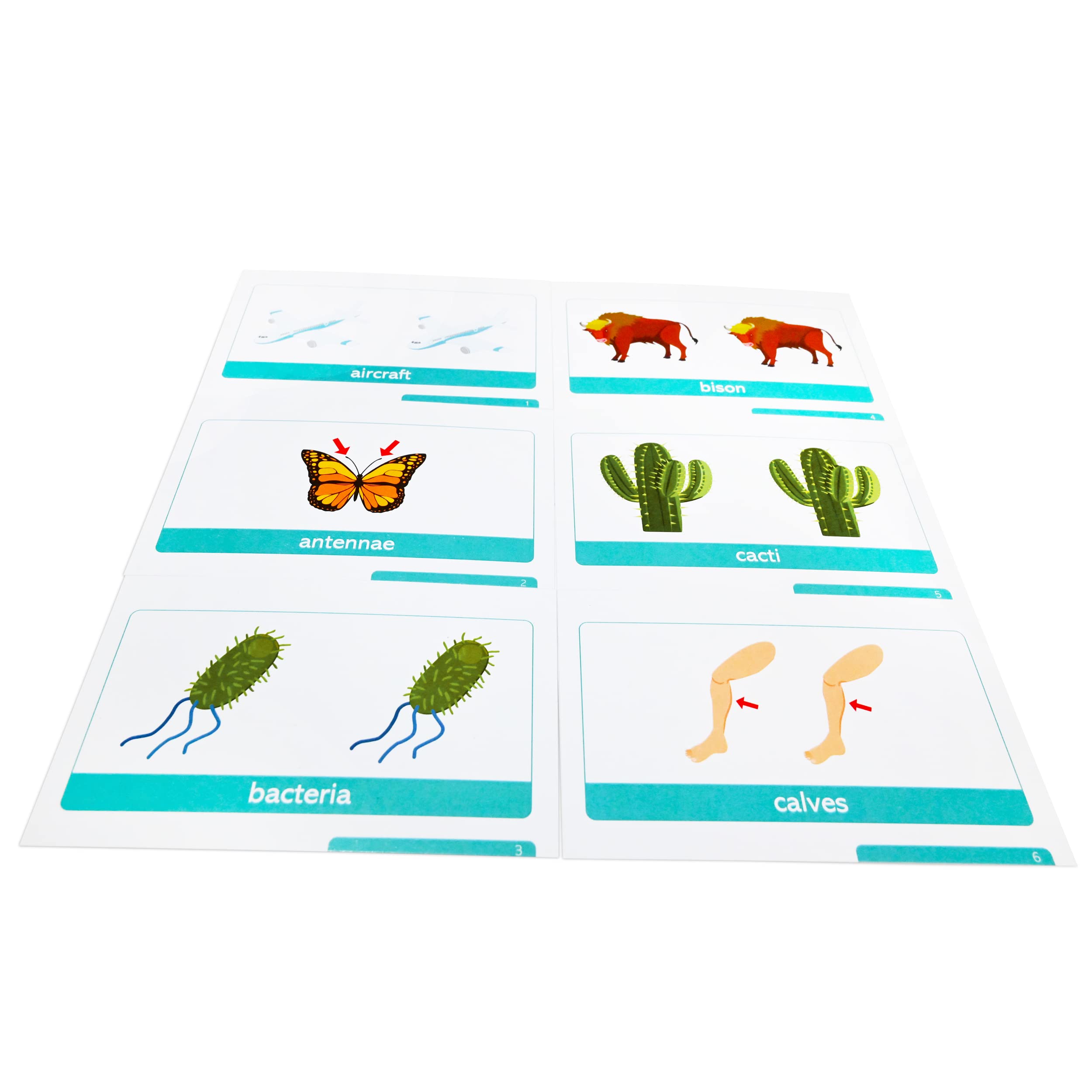 Mua 50 English Irregular Plural Noun Flash Cards trên Amazon Mỹ chính ...