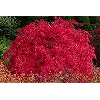 Amazon.com : Scarlett Princess Japanese Maple Live Tree NOT Seeds - A ...
