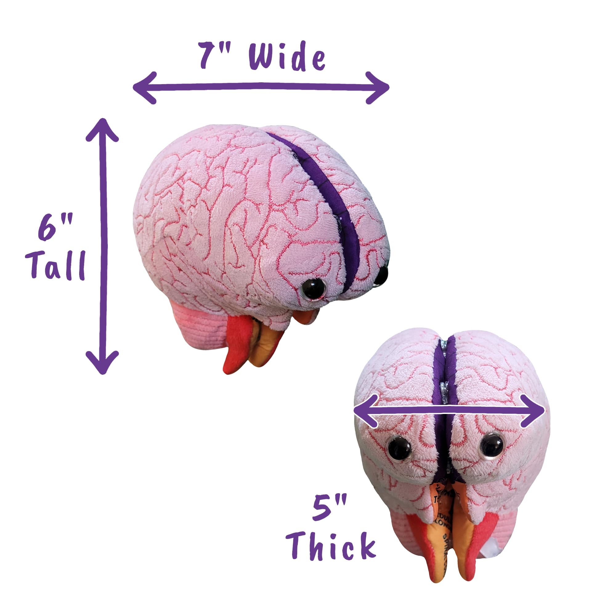 Mua GIANTmicrobes Brain Model, Human Brain Anatomy Model, Brain Model ...