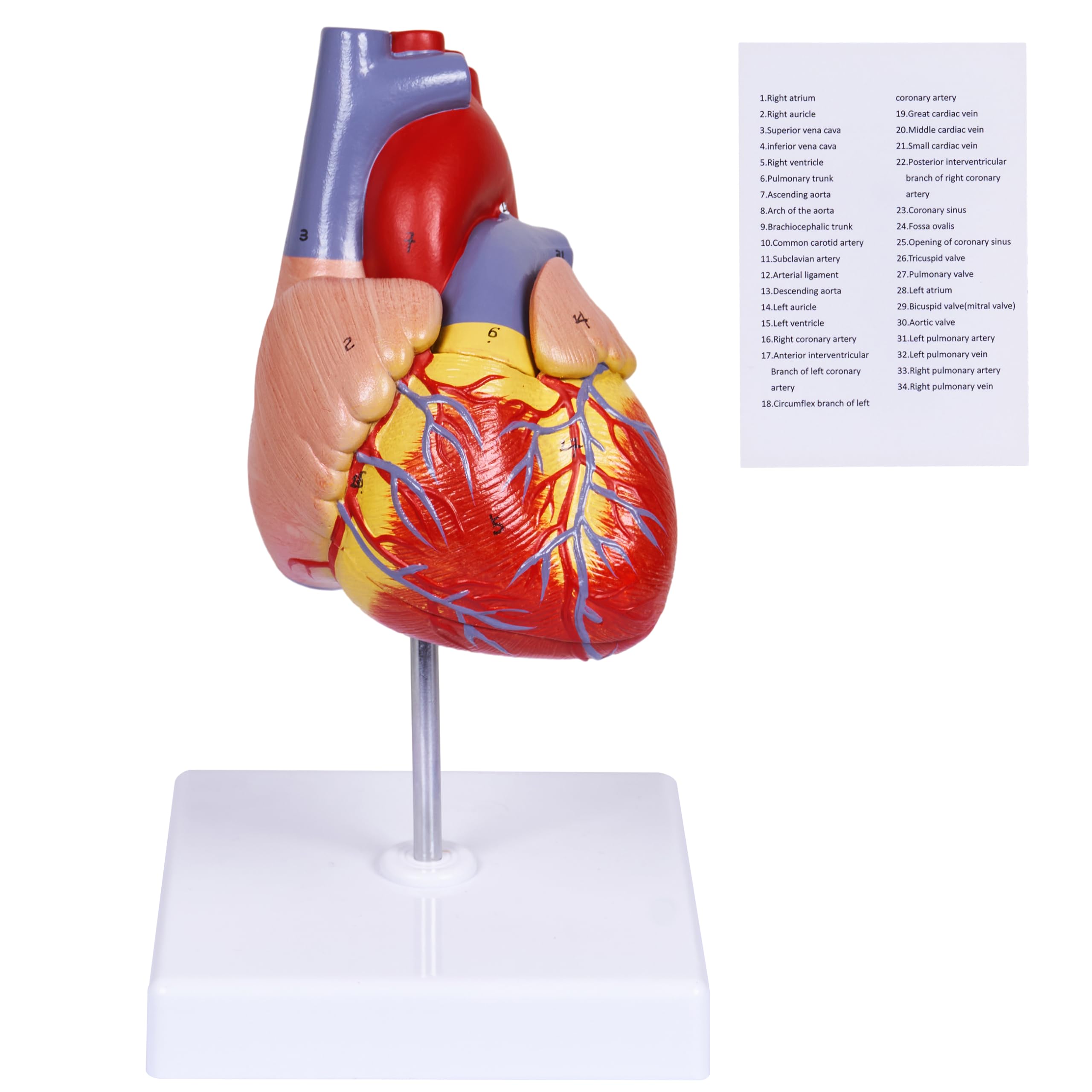 Mua Scientific Human Heart Model 2-Part Life Size Human Heart Replica ...