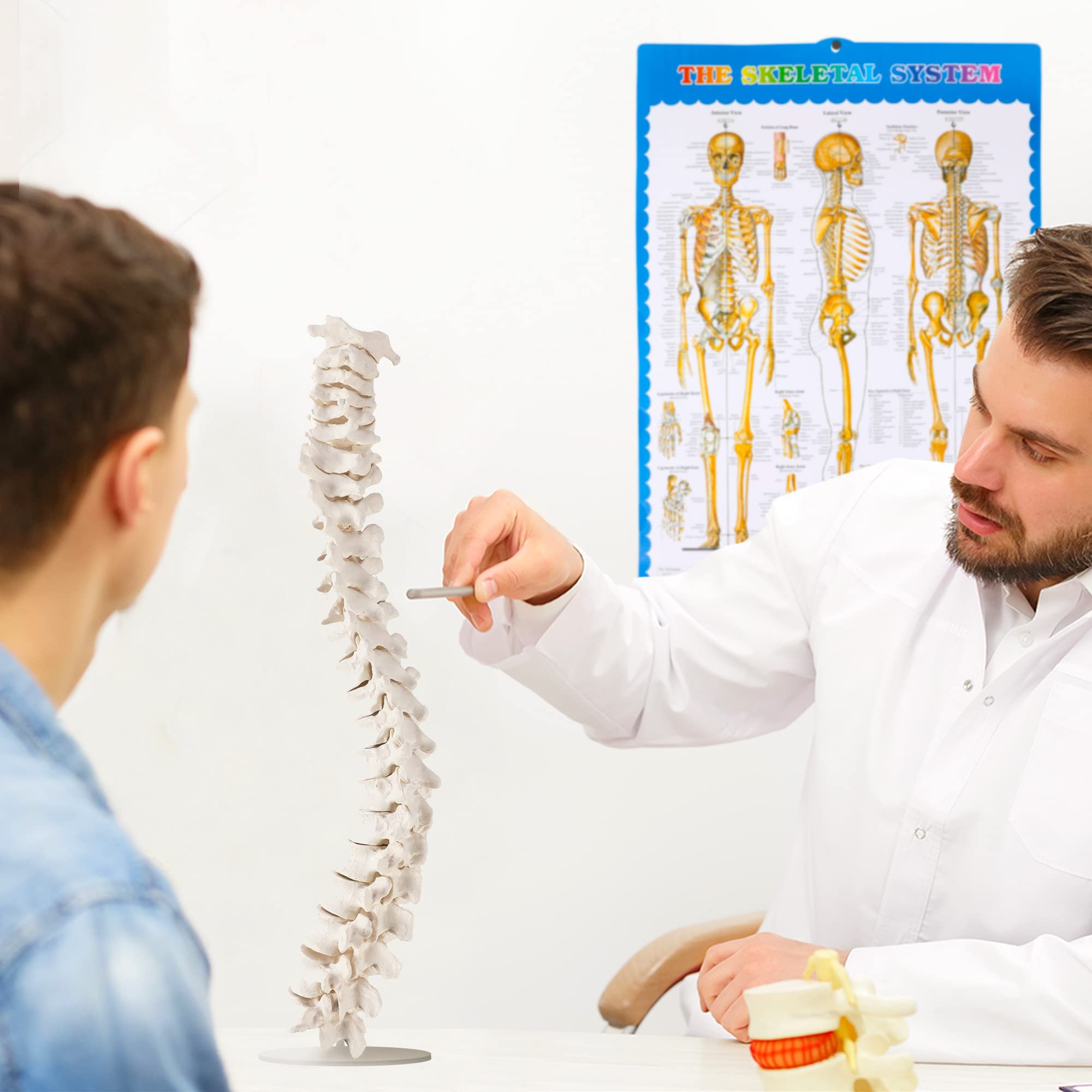 Mua Houseables Disarticulated Human Skeleton, Human Skeleton Model for ...