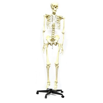 Life Sized Human Skeleton Model with Articulated Nepal | Ubuy