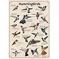 Amazon.com: Hummingbirds Puzzles for Adults 1000 Pieces and up ...
