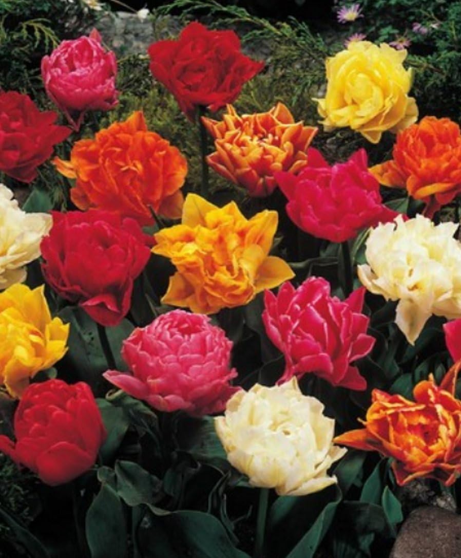 100 Gefüllte gemischte Tulpenzwiebeln Blumenzwiebeln Tulpen: Amazon.de ...