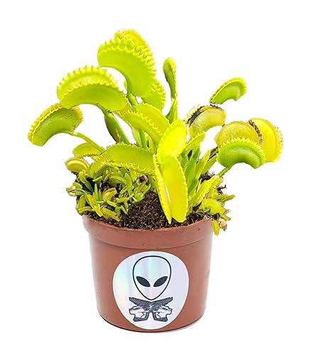 Razor Tooth Venus Flytrap- Behold Amazing Carnivorous Natural ...