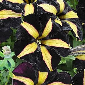 Amazon.com : CHUXAY GARDEN Black Yellow Star Petunia-Petunia ...