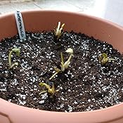 Strawberry 'Red Gauntlet' Hardy Mid Season Bare Root Garden Fruit ...