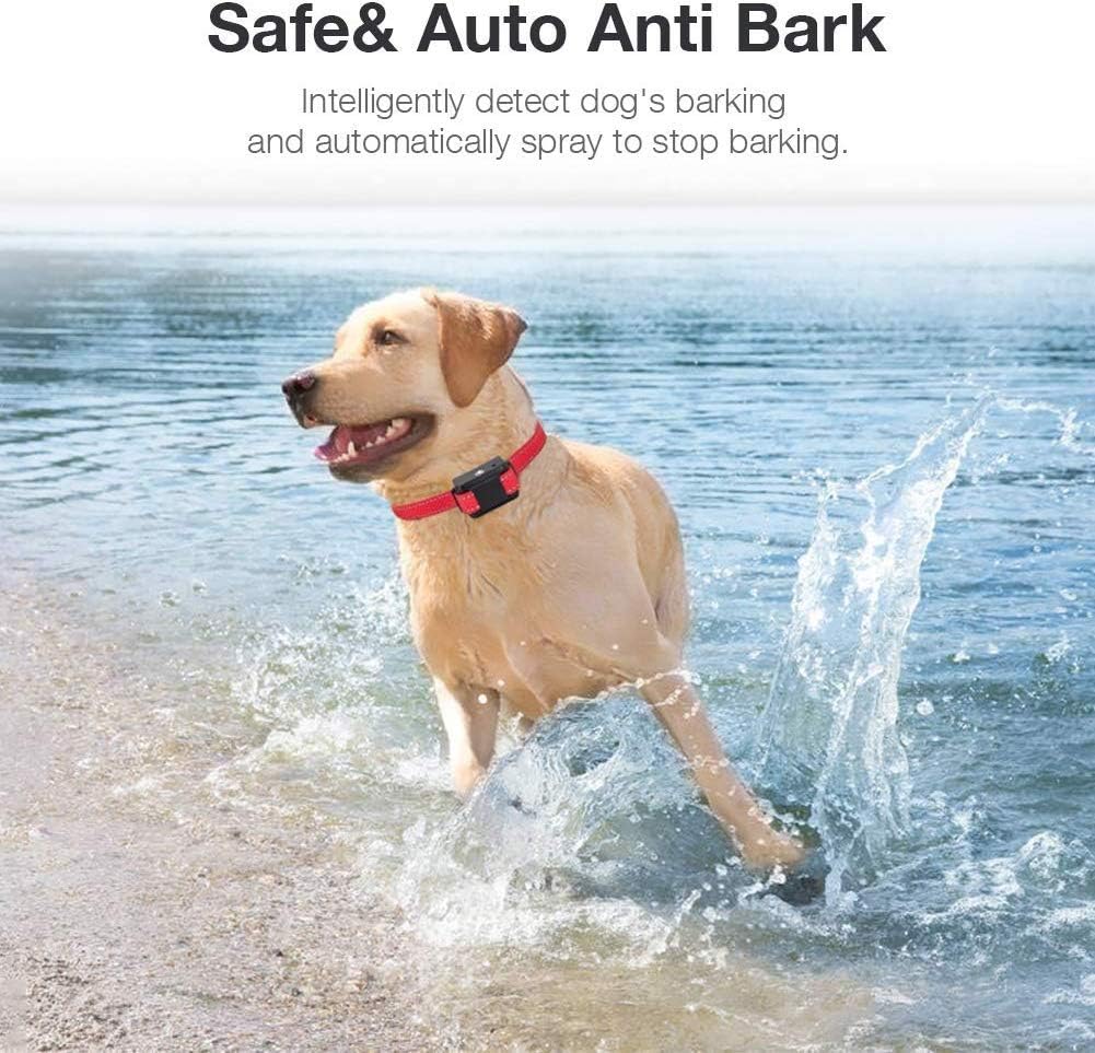 Will Spraying A Dog With Water Stop Barking