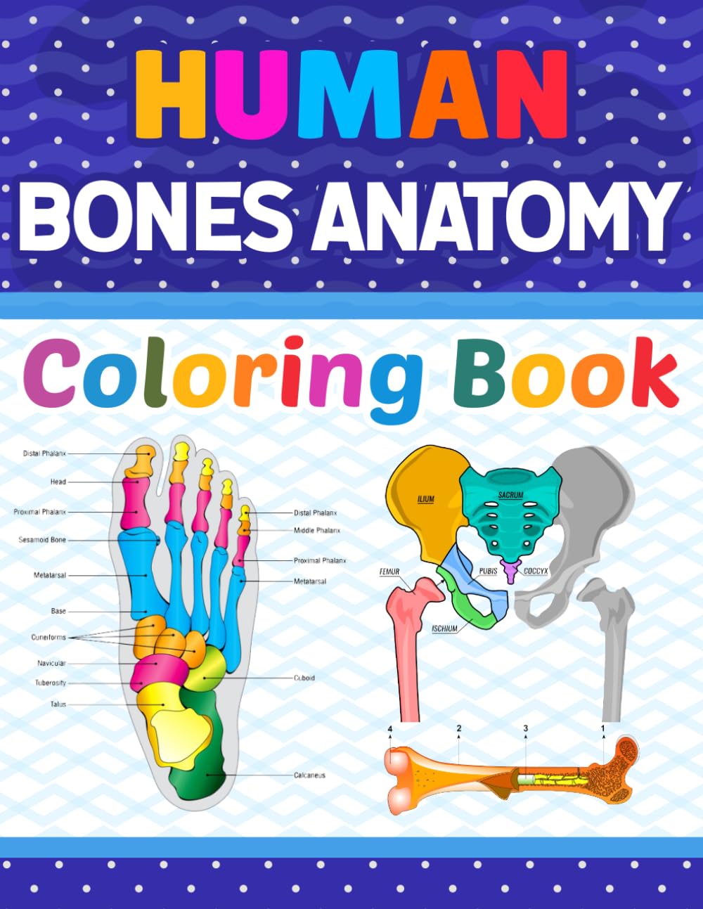 Mua Human Bones Anatomy Coloring Book: Human Bones Anatomy Coloring ...
