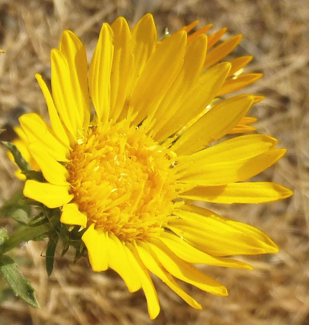 Amazon.com : Grindelia camporum E. Greene (Gumweed, Great Valley ...
