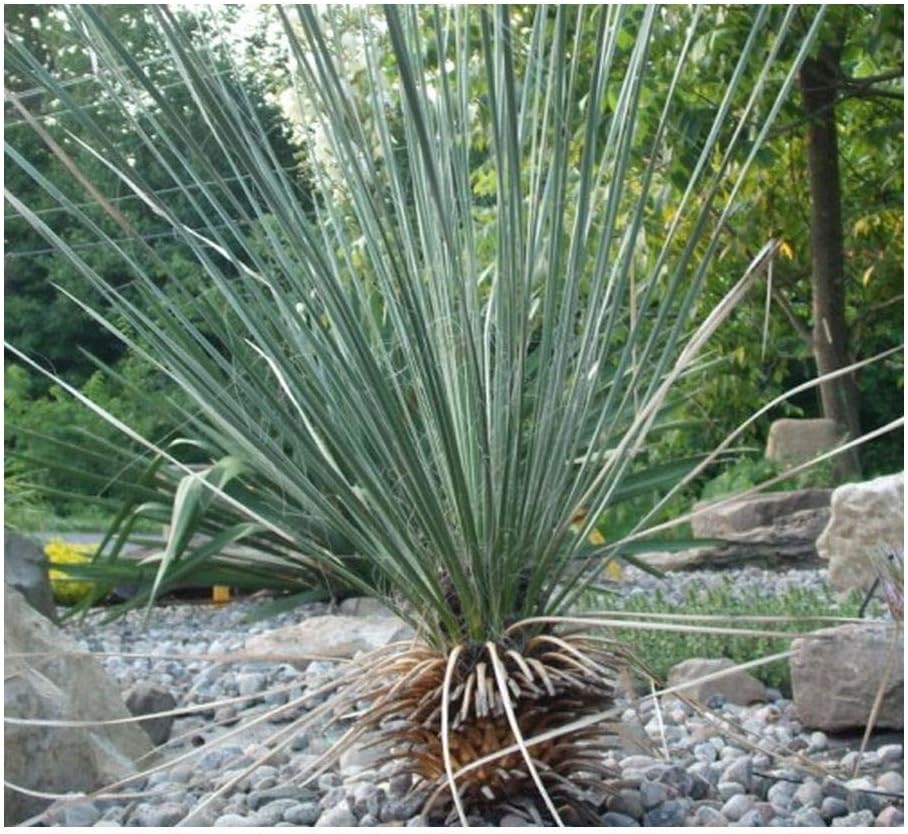 Yucca elata - Soaptree - soapweed - palmella - 5 Seeds: Amazon.co.uk ...