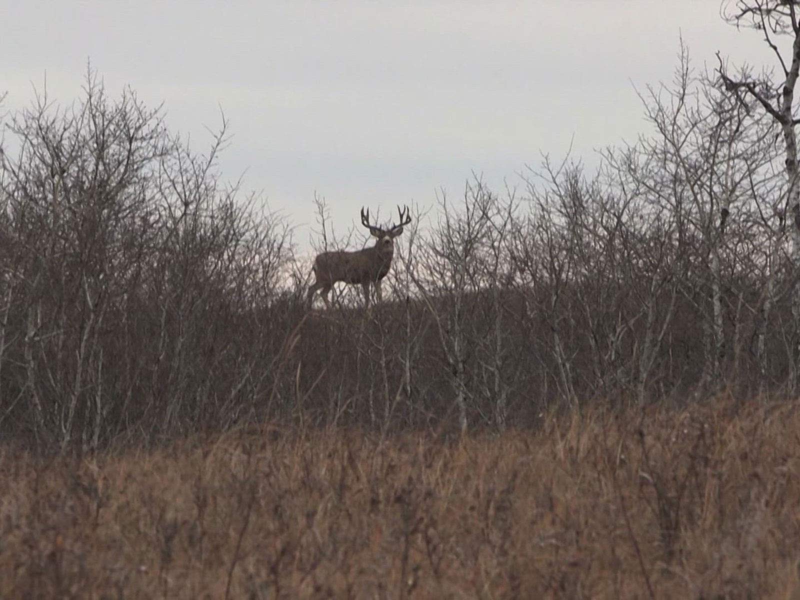 Watch Live 2 Hunt - Season 5 | Prime Video