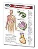 Lymphatic System Guide - Laminated Chart - Medical Quick Reference ...