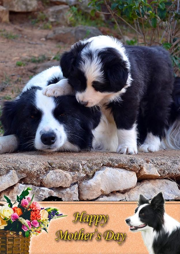 Border Collie Dog Mothers Day Card: Amazon.co.uk: Office Products