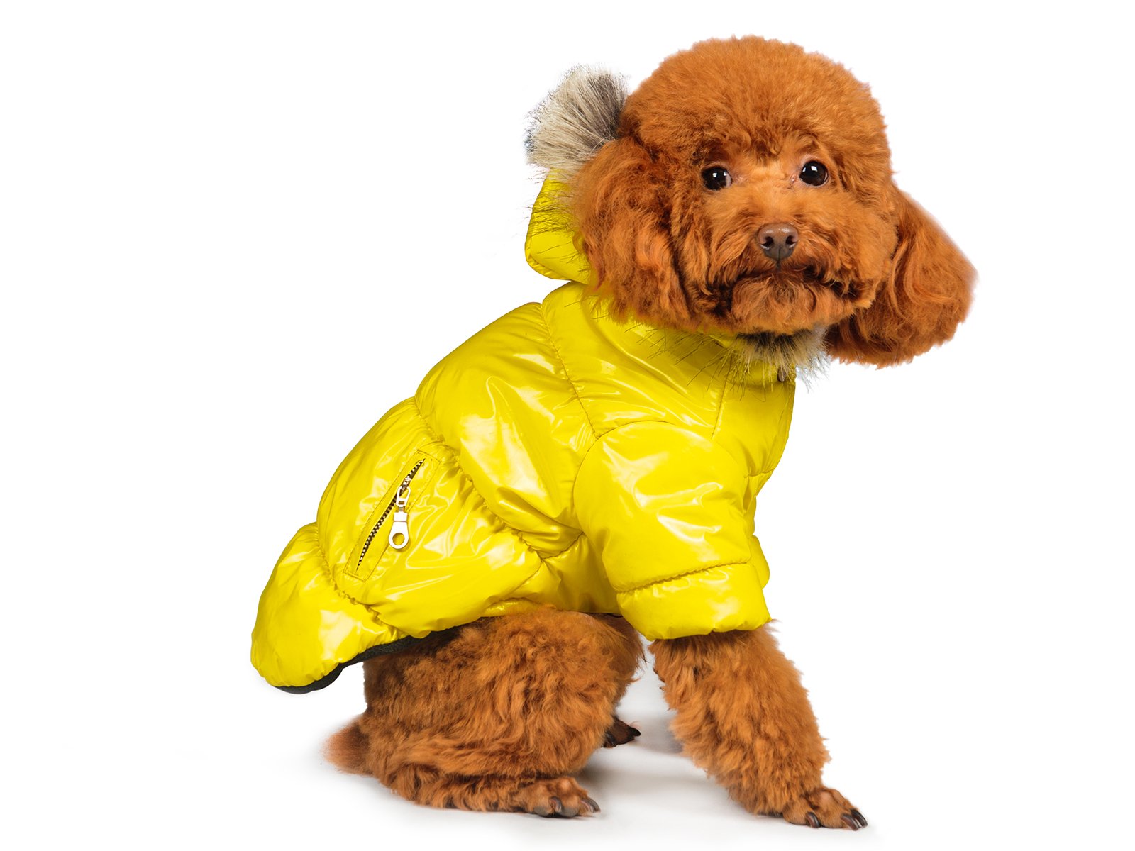 PLS Pet shop Kuwait | Buy PLS Pet products online Kuwait | Whizzcart